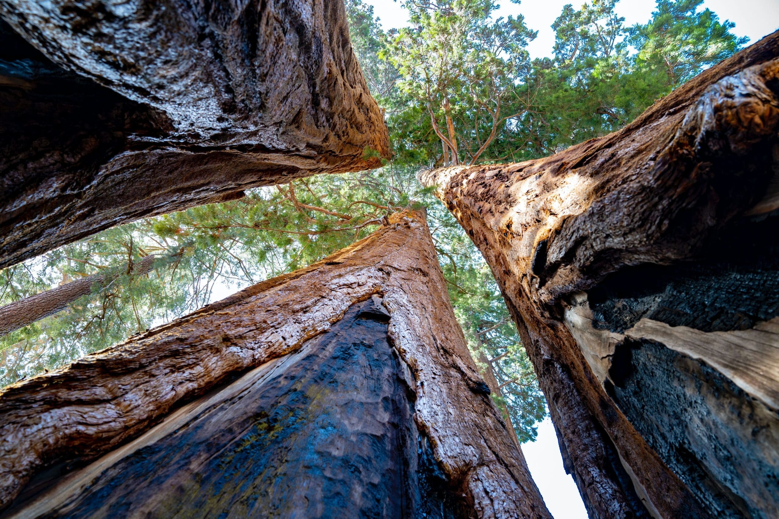 Zero Gap Fund Investee, Blue Forest Launches the FRB Catalyst Facility ...