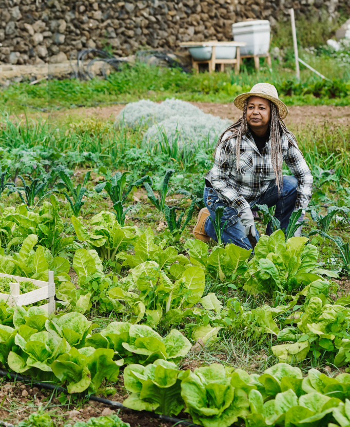 Pollination, TIFS, Rockefeller Foundation Release Catalogue of ...